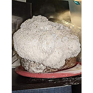 Mushroom Man LLC, Lion's Mane Mushroom Kit