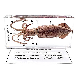 Squid Cuttlefish Conformation Specimen Paperweights Science Classroom Acrylic Block Specimens Sea Life Specimen for Science Education