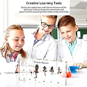 RupXinSplend Lifecycle of Frog-Development Paperweight Specimens - Animal Specimens in Clear Resin in Science Classroom for Science Education, Gift for Science Lovers by RupXinSplend