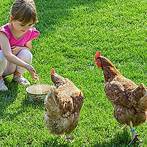 Keedolla 100Pcs 16mm Chicken Leg Rings 5 Colors Numbered Chicken Identification Leg Bands, Poultry Leg Bands Chicken Foot Rings for Ducks Chicks Bantam Guinea Pigeons Goose Gamefowl - Medium