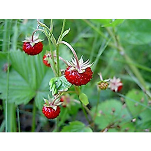 Strawberry Seeds, Woodland Wild Strawberry Fruit/Plant Seeds, 150 Strawberry Seeds Per Packet, Non GMO Seeds, (Fragaria vesca), Isla's Garden Seeds
