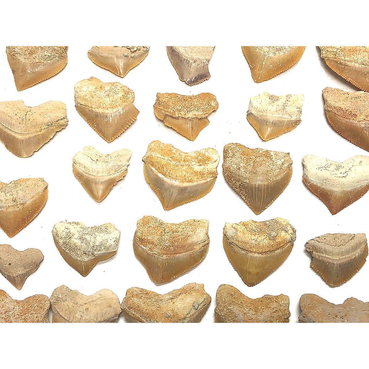 Zentron Crystal Collection Corax Shark Teeth Squalicorax Fossil Tooth 1" (10)