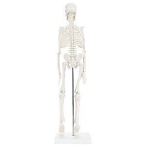 Anatomy Lab Human Skeleton Model, 19" Desktop Skeleton Has Movable Arms and Legs, Details Basic Human Skeletal System with Display Stand
