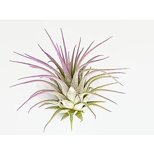 Air Plants Ionantha - Colors and Shape Varies Due to Seasonality-Live Tillandsia Succulent House Plants - Home and Garden Decor-Easy Care Plants (Purple)
