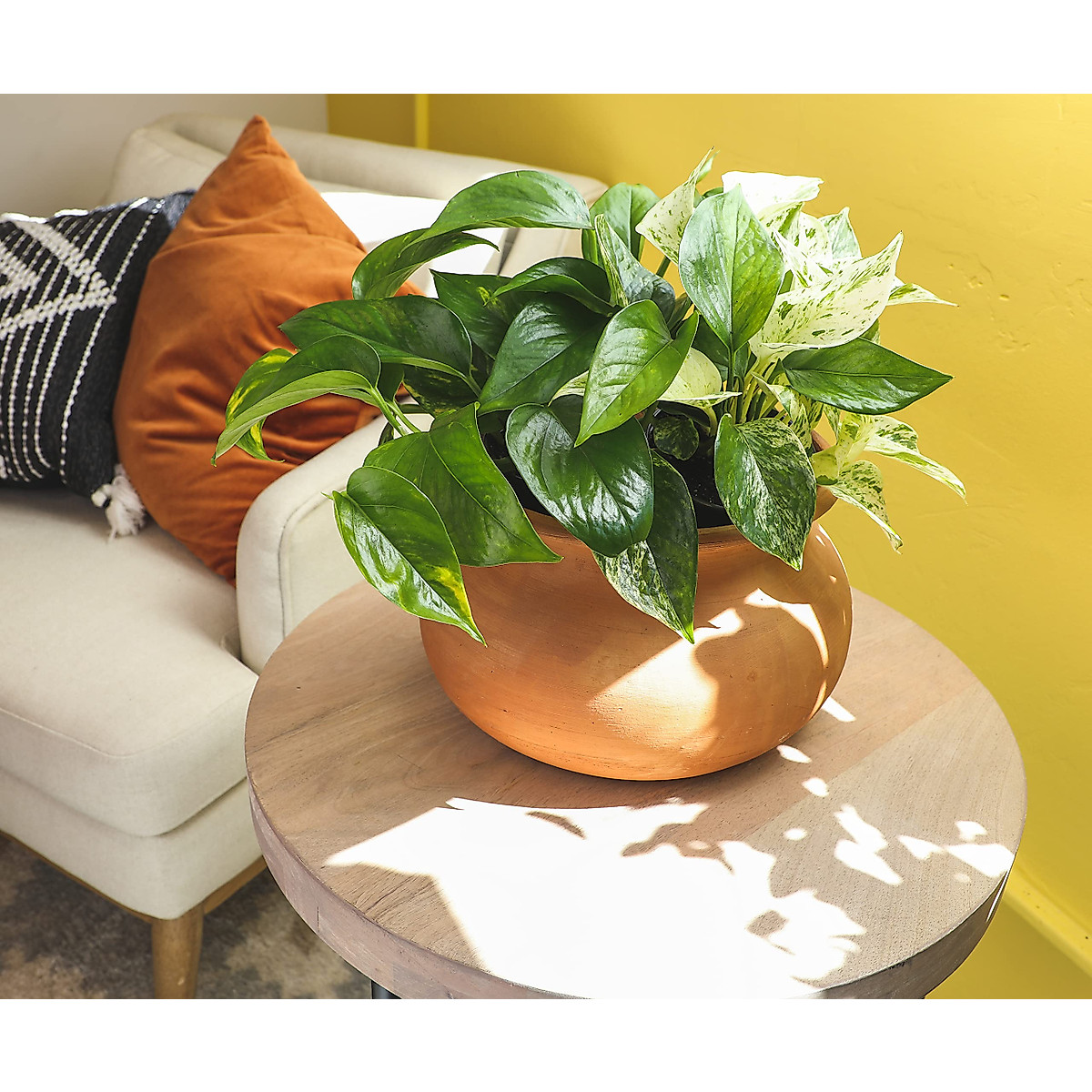 Live Pothos Plants (4PK) Indoor Plants Live Houseplants, Pothos Live Plant House Plants Indoors Live Plants, Money Plant Indoor Pothos Plant Decor, Devils Ivy Trailing Plants Live by Plants for Pets