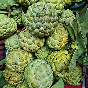 Annona Squamosa Sugar Apple Tree Live Plant - Sweetsop Asian Fruit 9-14" Tall