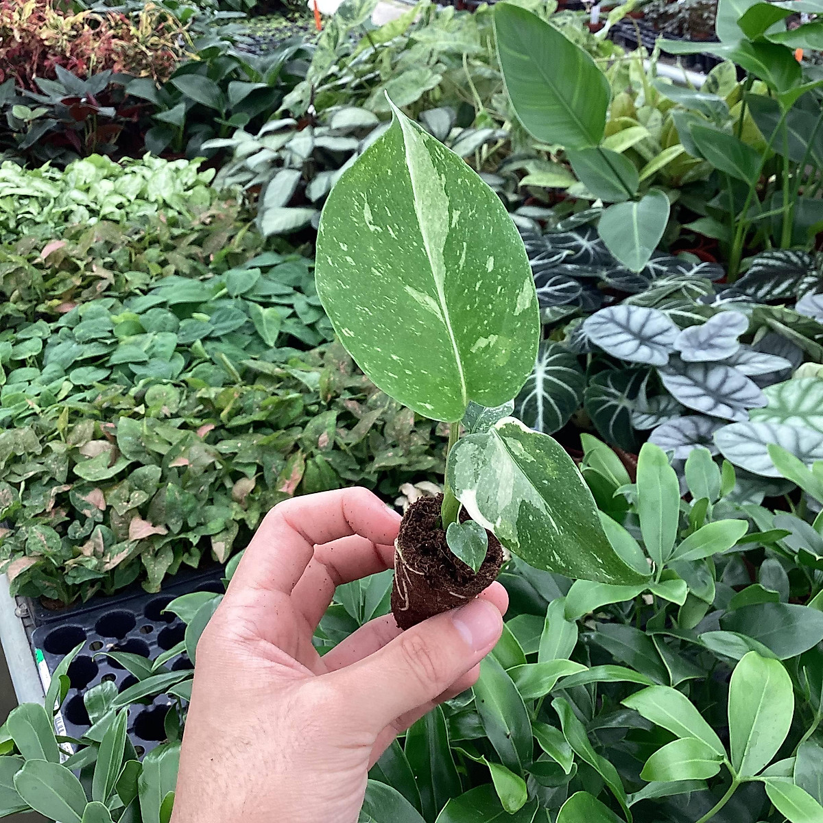 Monstera Thai Constellation Starter Plant