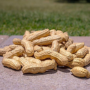 Desert Valley in-Shell Peanuts, All Natural Premium Wild Bird and Wildlife Food for Squirrels, Chipmunks, Cardinals, Jays, Woodpeckers and More (10 Pounds)