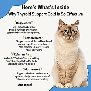 Pet Wellbeing Thyroid Support Gold for Cats - Vet-Formulated - Supports Overactive Thyroid in Felines - Natural Herbal Supplement 4 fl oz (118 ml)