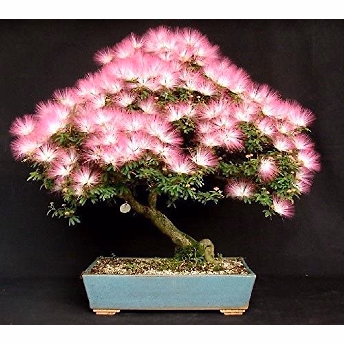 20 Albizia Julibrissin Mimosa Bonsai Tree Seeds for Planting - Persian Pink Silk Tree - Ships from Iowa, USA