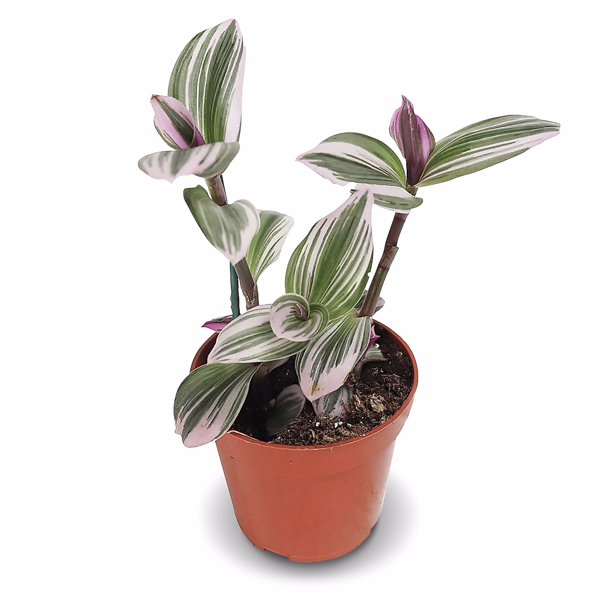 California Tropicals Pink Tradescantia - Rare Nanouk - Live Houseplant Potted in Soil with Rooted Leaves - Easy Care Indoor Outdoor Plant, Mini Tiny Tropical Plant Garden, 4 inch Pot