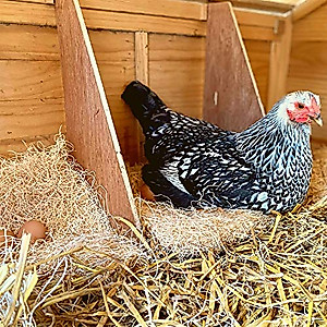 Backyard Barnyard 12 Pack Chicken Nesting Box Pad Made in USA! 13 x 13 Excelsior Liner for Coop Aspen Hay Fiber Poultry Bedding for Egg Laying Hens Pollos Chook