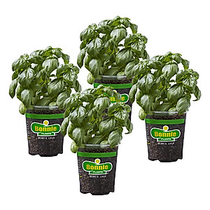 Bonnie Plants Sweet Basil Live Herb Plants - 4 Pack, Warm Season Annual, Italian & Asian Dishes