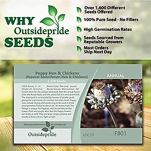 Outsidepride Papaver Somniferum Poppy Hen & Chickens Rock Garden & Container Flowers - 10000 Seeds
