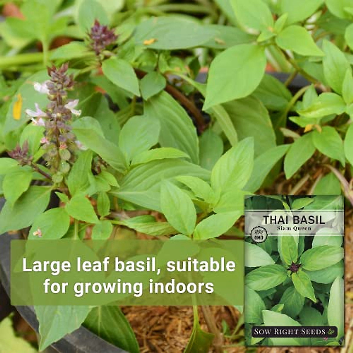 Sow Right Seeds - Sweet Large Leaf Thai Basil Seed for Planting; Non-GMO Heirloom Seeds; Instructions to Plant and Grow a Kitchen Herb Garden, Indoors or Outdoor; Great Gardening Gift