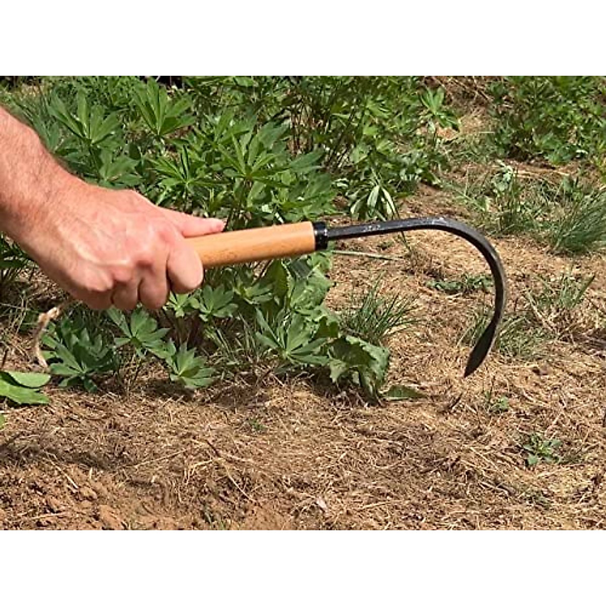 Grampa's Garden Hook - Weed Puller & Hand Cultivator Tool - Simple Design for Weeding, Digging, Edging & Planting - Lightweight & Durable Easy to Use Weeding Tool