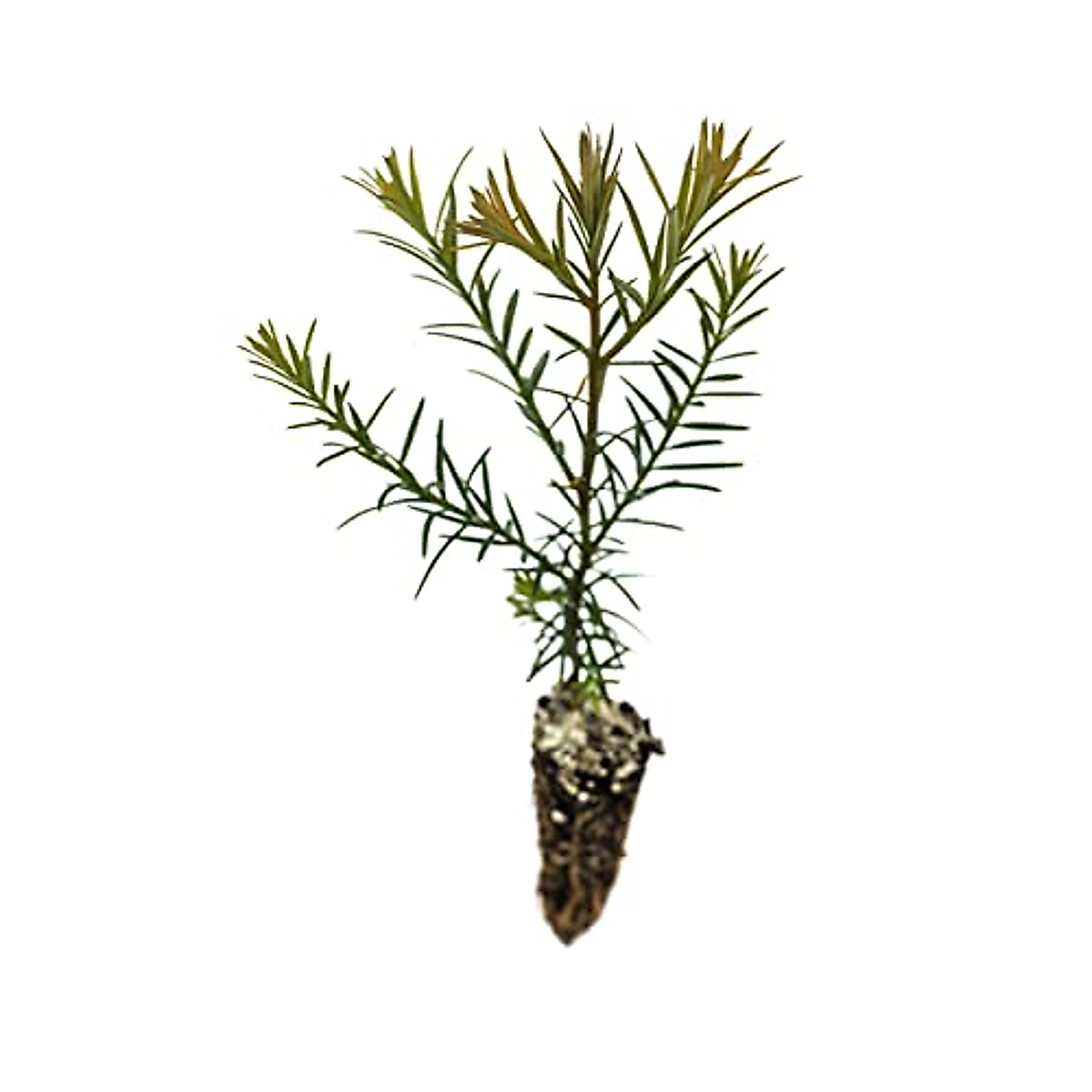 Coast Redwood | Small Tree Seedling | The Jonsteen Company