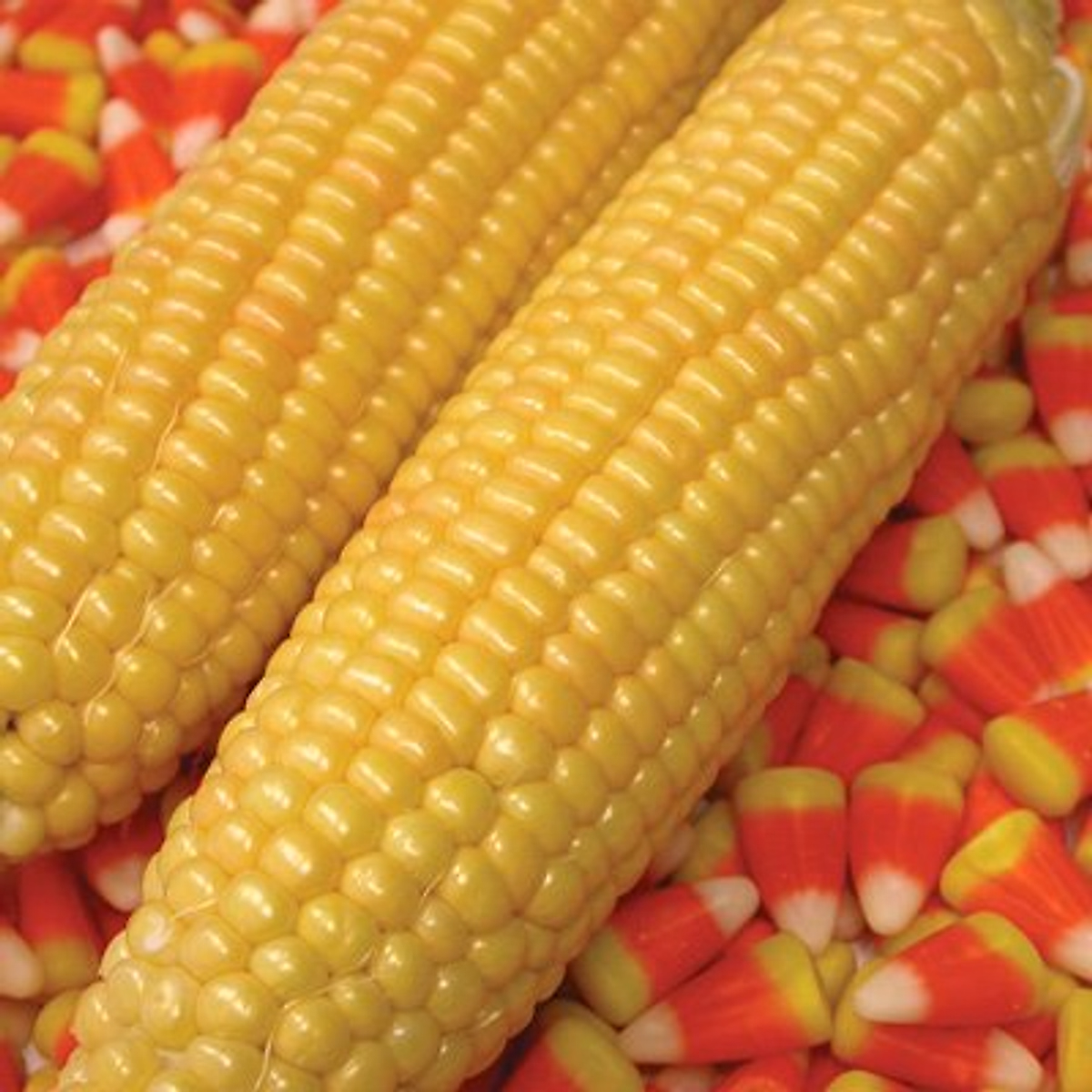 "Kandy Corn" Sweet Corn Seeds, 25 Heirloom Seeds Per Packet, (Isla's Garden Seeds), Non GMO Seeds, Botanical Name: Zea mays