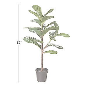 Amazon Brand - Stone & Beam Artificial Fiddle Leaf Fig Tree with Plastic Nursery Pot, 2.6 Feet (32 Inches) / Small, Indoor