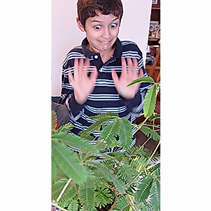 Zombie Plant Seed Packets (2) Grow Your Real Live Zombie Plant. Watch it"Play Dead" When Touched! Supplies for Zombie Themed Birthday. Plant Zombie Seeds as an Activity. Great Stocking Stuffer!