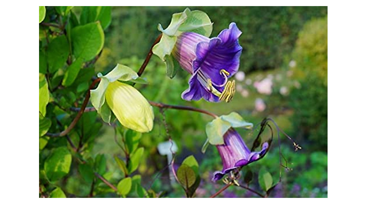 Cobea Cup & Saucer Vine Seeds - Non-GMO Annual