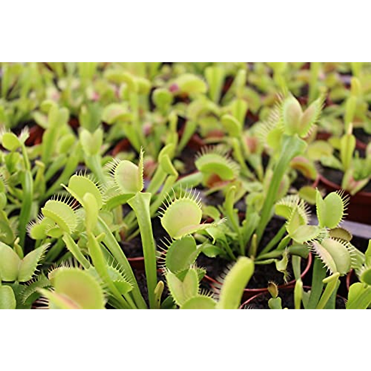 Live Venus Fly Trap Live Plant, Dionaea Muscipula, Venus Fly Trap Plant ...
