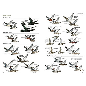 National Geographic Field Guide to the Birds of North America, 7th Edition