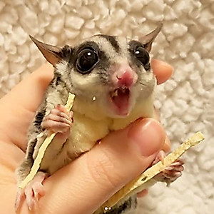 Treat Assortment 6 Pack - Pet Treat with Mix of Dried Fruits, Dried Insects, & Other Crunchies - For Sugar Gliders, Hedgehogs, Squirrels, Rabbits, Marmosets, Rats, Hamsters - Sample Variety