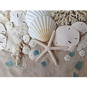 Tumbler Home Small Natural White Sand Dollars 50 pcs - Wedding - Sea Shell Craft 1 1/4" to 1 1/2" - Hand Picked and Professionally Packed