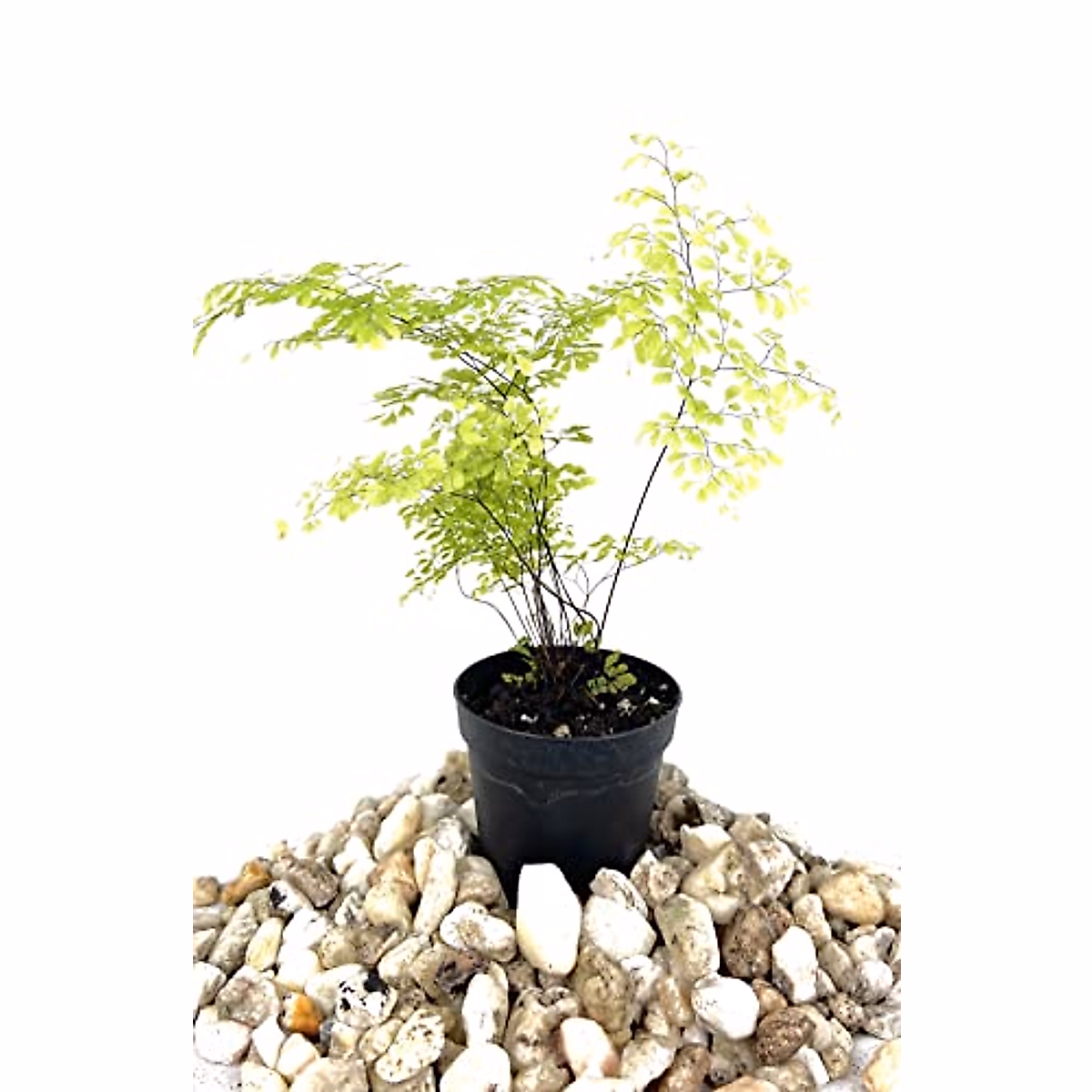 Mini Fairy Garden - Terrarium Fern Assortment - 6 Live Plants in 2 Inch Pots - Rare Ferns from Florida - Growers Choice Based On Health, Beauty and Availability