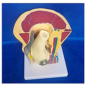 Anatomy Model Anatomical Human Knee Joint, Skin Bone Skeleton Model, Knee Joint Ligaments Skeleton Muscle Anatomy Model, Medical Educational Aid