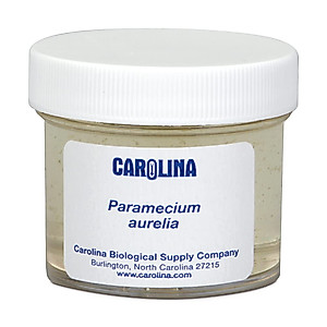 Paramecium Aurelia, Living Culture, Introduction To Ciliated Protist Classroom Activity