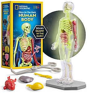 NATIONAL GEOGRAPHIC Human Body Model for Kids That Glows in The Dark - 32-Piece Interactive Anatomy Model with Bones, Organs, Muscles, Stand, Forceps & ID Chart, Anatomy and Physiology Study Tools