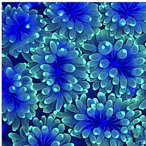 coralSLover Live Saltwater Coral Frag - Neon Green Galaxea Short Tentacles