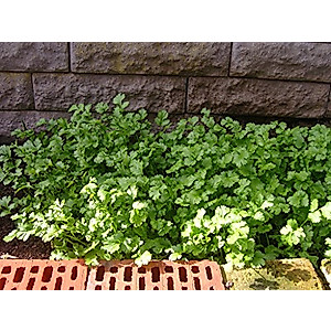 200 Premium Organic Cilantro - Chinese Parsley - Coriander - Ngo Ri Seeds by Happy Seeds & Garden