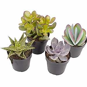 Altman Plants, Live Succulents Plants Live Houseplants (4PK), Succulent Plant Lover Gifts, Live Indoor Plants in Potting Soil, Live Plants Indoor Cactus Plants Live Succulent Plants Live House Plants