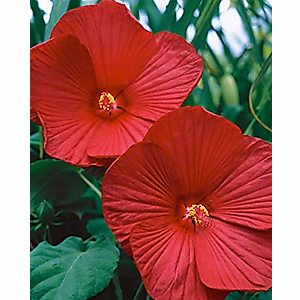 Outsidepride Hibiscus Luna Rose Garden Flower Seed & Foliage Container Plants - 20 Seeds