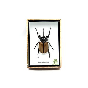 TAXIBUGS Rare Giant 5 Horn Rhino/Rhinoceros Beetle, Eupatorus gracilicornis, Taxidermy Insect Box Entomology Gift (Wooden Box)