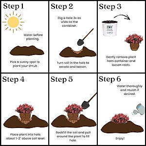 Proven Winner Sunjoy Mini Maroon Barberry, 2 Gal