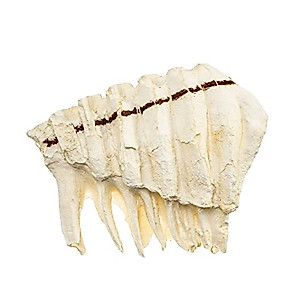 African Elephant Tooth (Teaching Quality Replica)