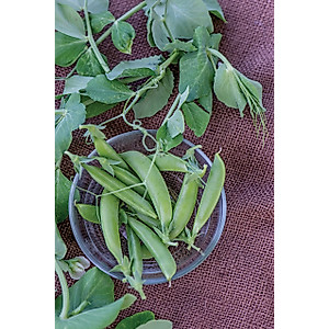Burpee Little SnapPea Pea Seeds 200 seeds