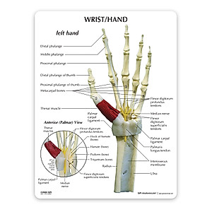 Hand & Wrist Model | Human Body Anatomy Replica of Hand & Wrist w/Carpal Tunnel for Doctors Office Educational Tool | GPI Anatomicals