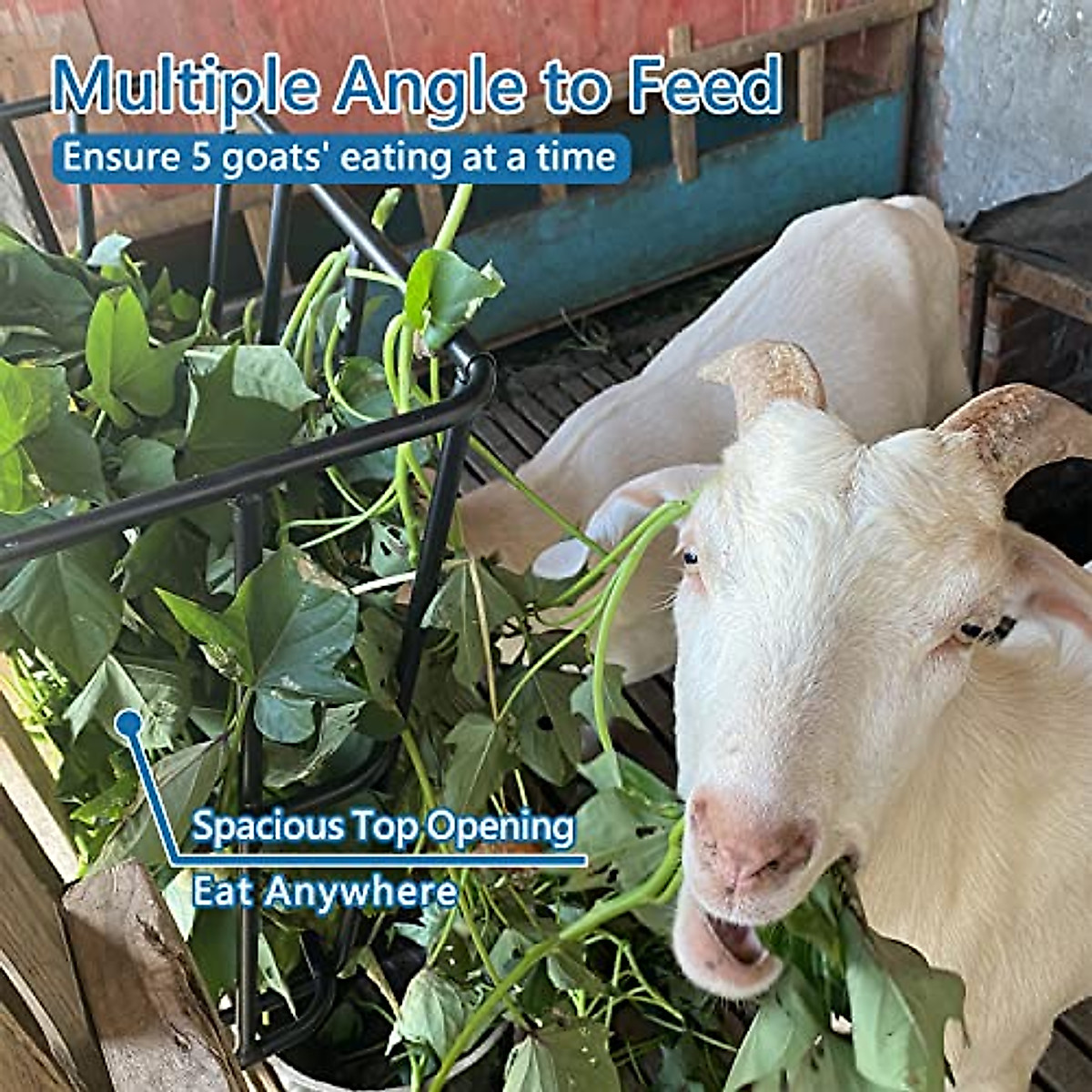 QVQE Hay Feeder Goat, 18 Gallon Multiple Sided Goat Hay Rack, Heavy Duty Iron Wall Hay Rack for Sheep with Detachable Grain Tray, Effortless Installation in Farm, Yield… (2 in 1)