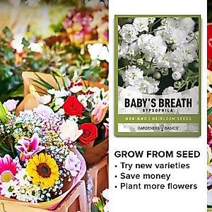 Baby's Breath Seeds for Planting Gpsophila - Beautiful Annual Cut Flower for Flower Arrangements and Beautiful in Flower Beds in Summer Gardens Too by Gardeners Basics