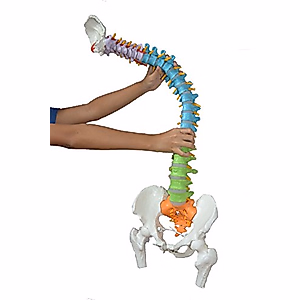 Wellden Medical Anatomical Super Flexible Spine Model with Pelvis and Femur Heads, Color Coded, Life Size