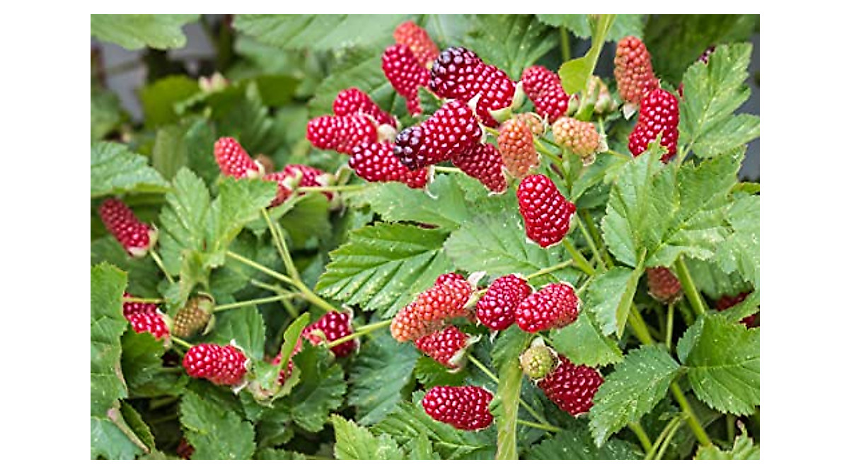 Grow Delicious Loganberry Plants for Your Garden