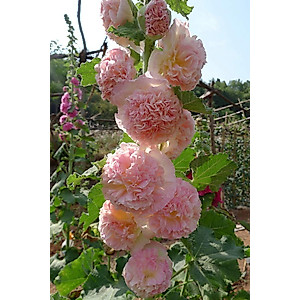 Hollyhock Seeds, Pack of 700+ Carnival Mix Double Hollyhocks Flower Seeds, Flower Seeds for Planting