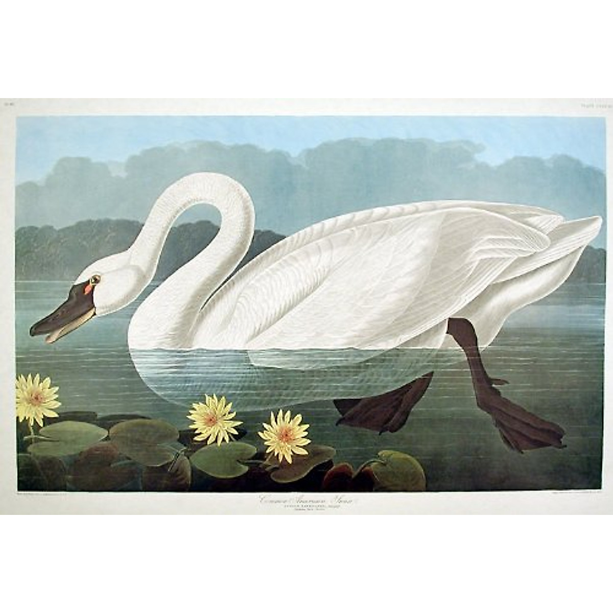 Common American Swan. From"The Birds of America" (Amsterdam Edition)