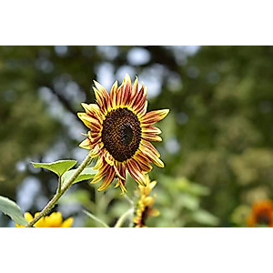 "Autumn Beauty" Sunflower Seeds for Planting, 150+ Flower Seeds Per Packet, (Isla's Garden Seeds), Non GMO Seeds, Scientific Name: Helianthus annus, Great Home Garden Gift