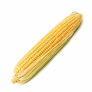 Bodacious RM Sweet Yellow Corn Seeds for Planting, 50+ Seeds Per Packet, (Isla's Garden Seeds), Non GMO Seeds, 90% Germination Rates, Scientific Name: Zea Mays, Great Home Garden Gift